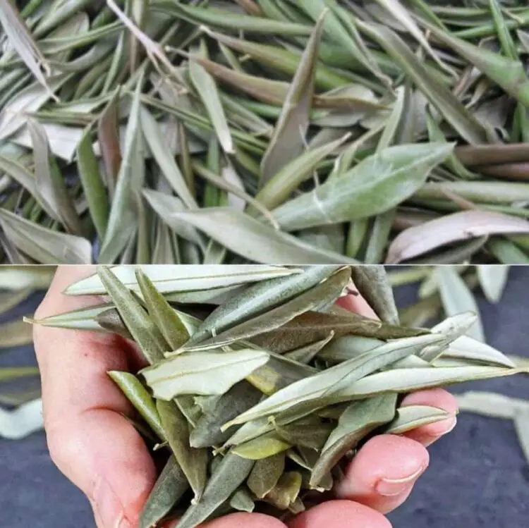 Discovering the Wonders of Dried Olive Leaves – TheirSearches