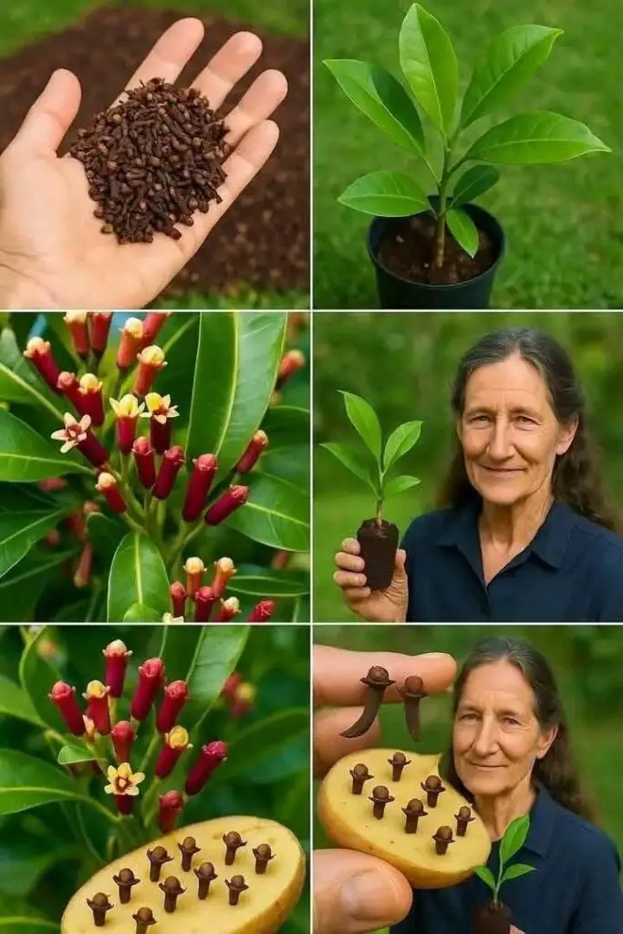 Easy Clove Cultivation: From Seed to Spice – TheirSearches