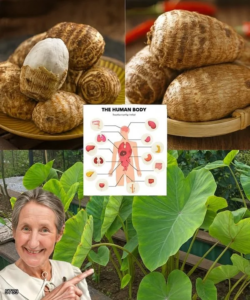 Taro Root Revealed: The Ultimate Superfood to Transform Your Health ...